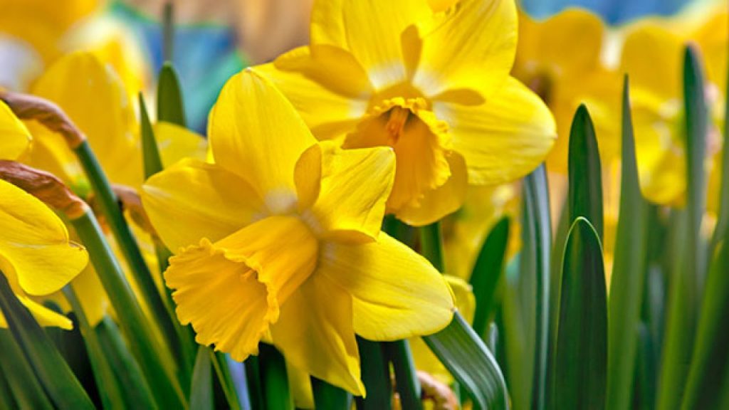 UREDITE VRT I OKUĆNICU - LIJEPI MOJ DOM